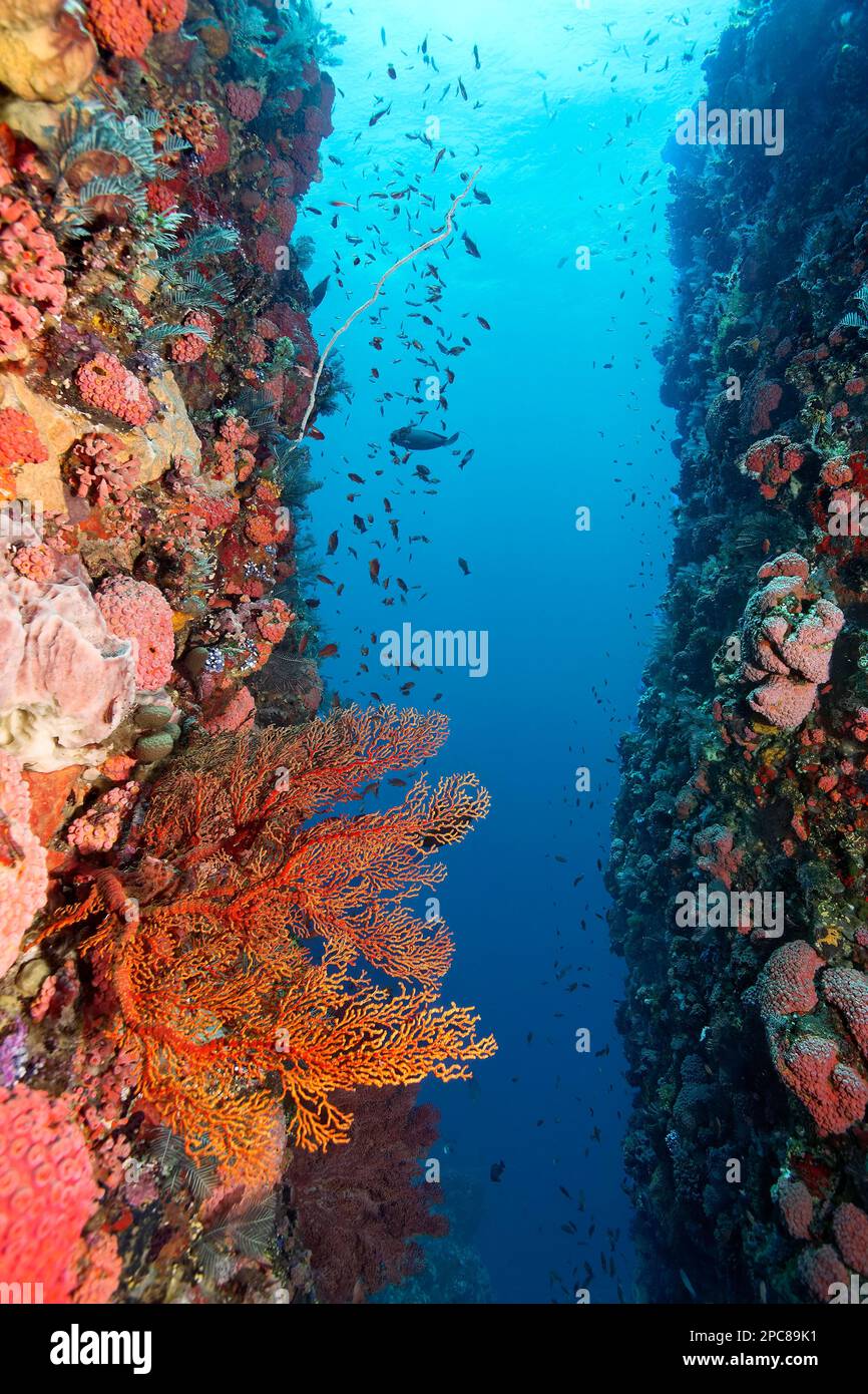 Breakthrough, steep wall, vertical, incision in coral reef with knotted ...