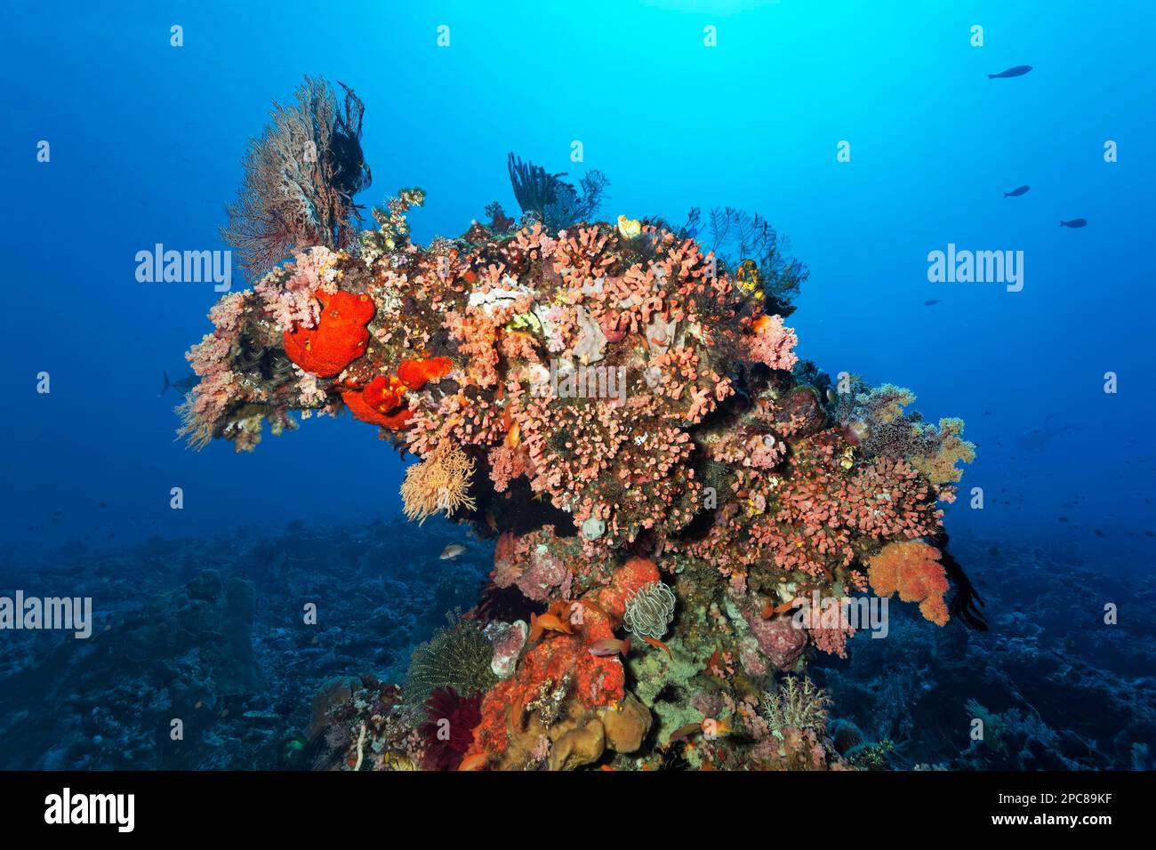 Coral tower, bizarre, with predominantly orange cup coral (Tubastrea ...