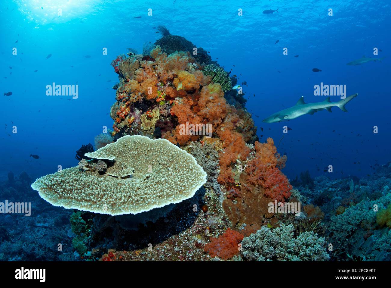 In front Acropora stony coral (Montipora undata), behind it coral block ...