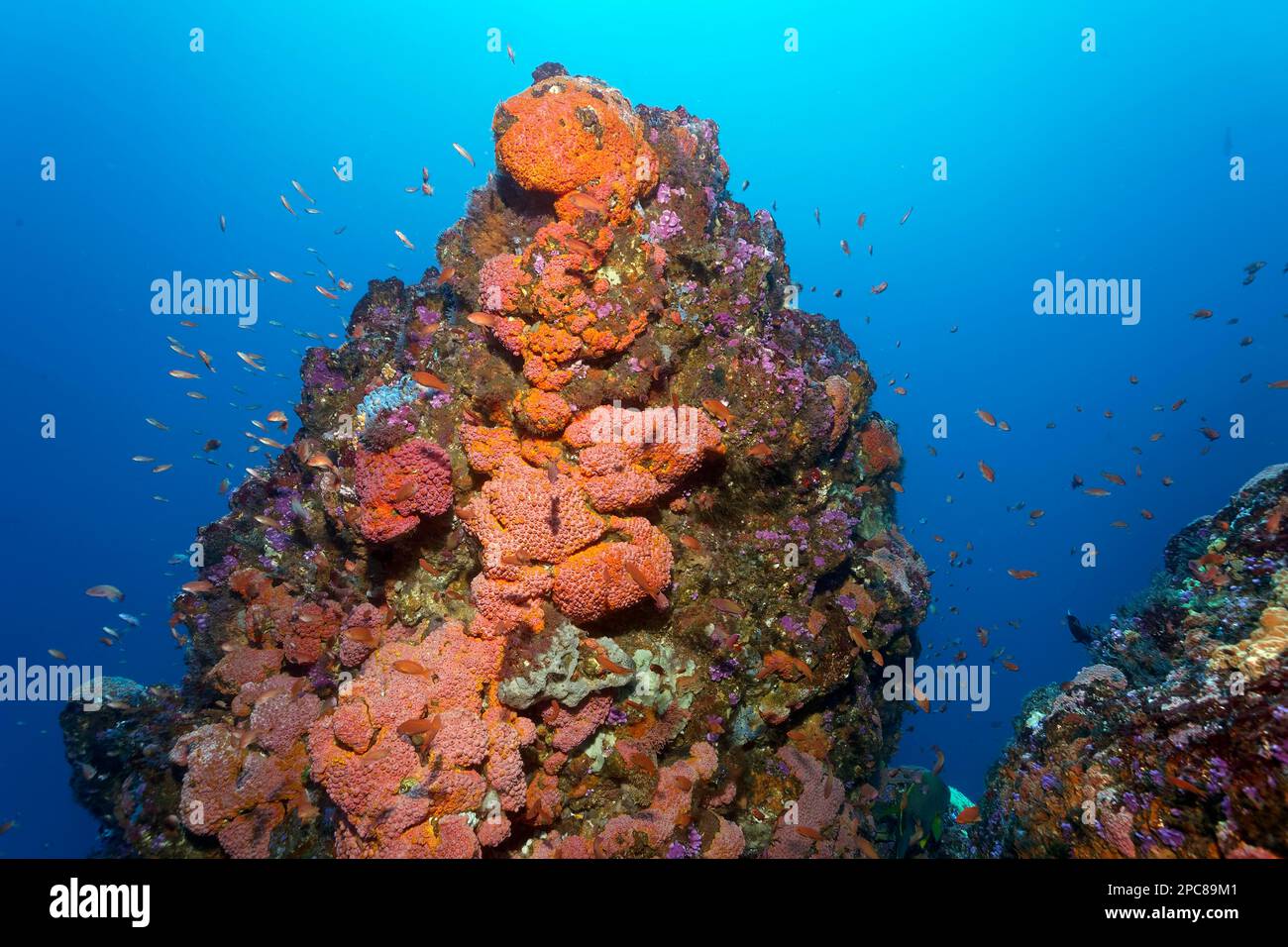 Coral reef, coral block with colony of orange cup coral (Tubastraea ...