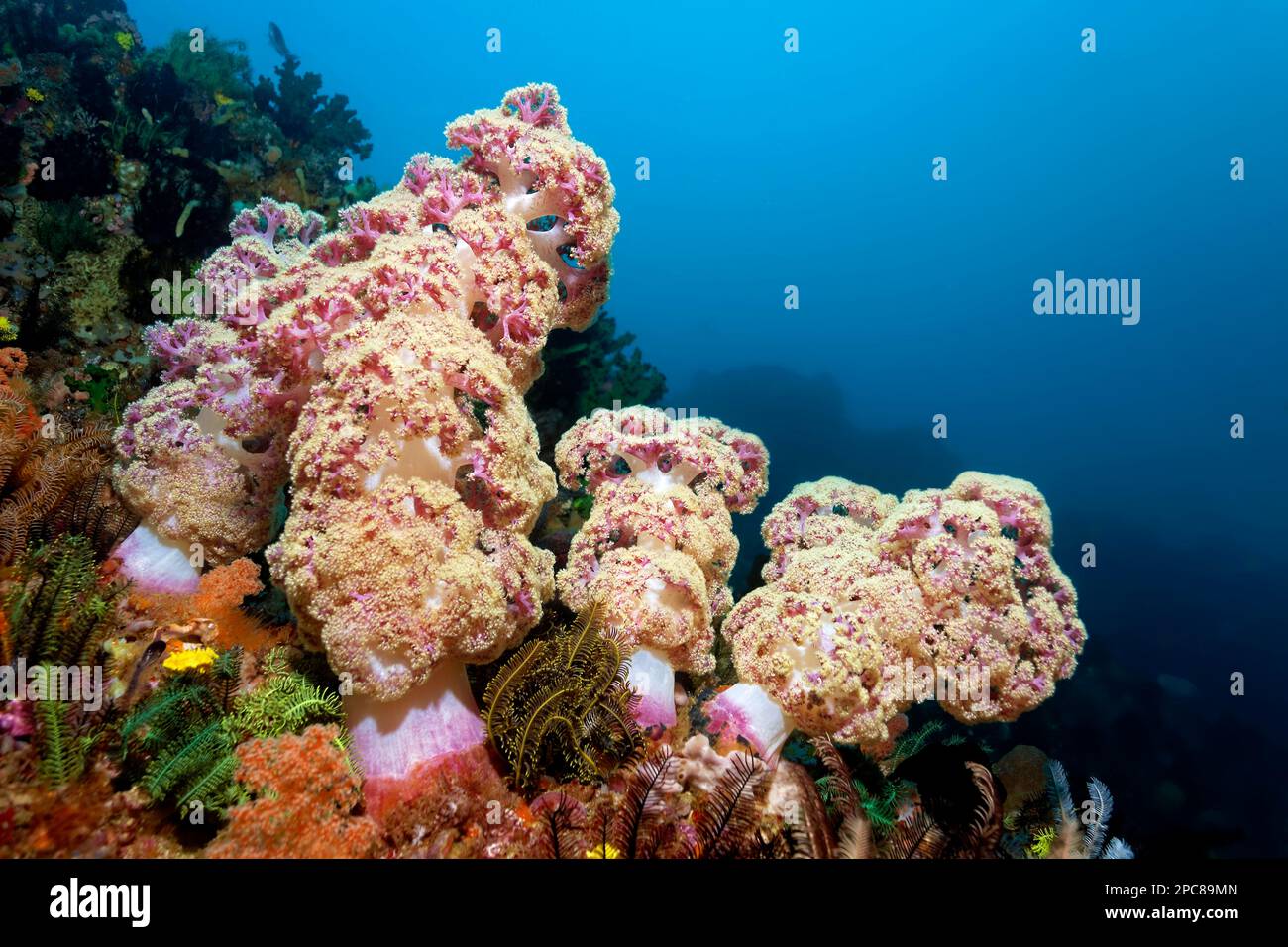 Coral reef drop-off with colony of soft corals (Dendronephthya ...