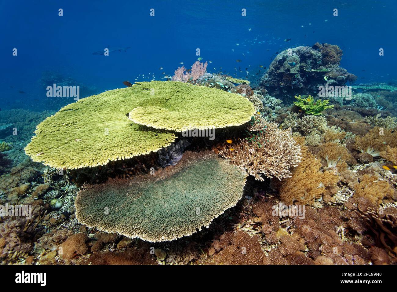 Hyacinth table coral (Acropora hyacinthus) greenish, below (Agropora ...