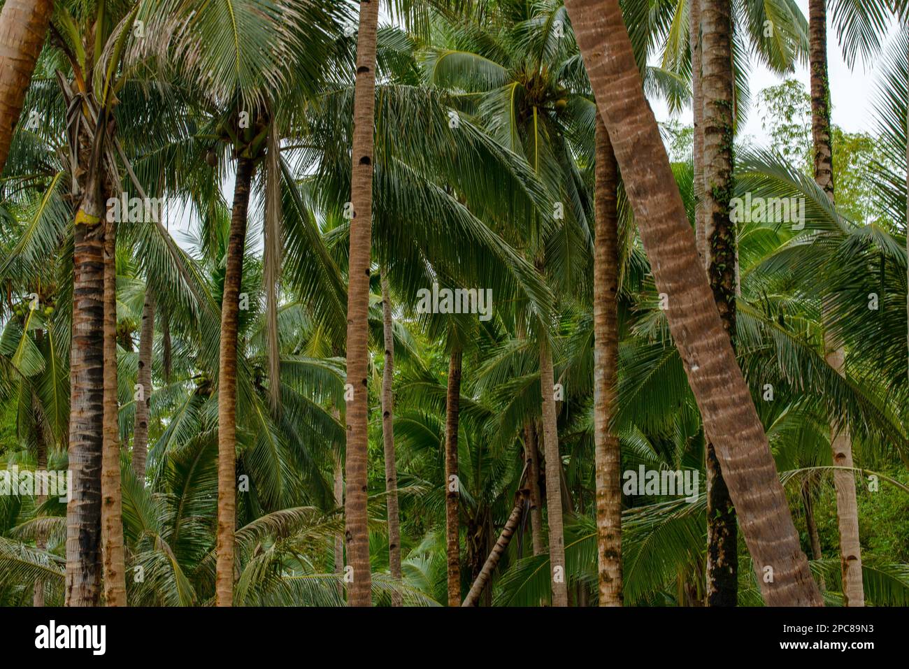 The photo depicts a verdant grove of coconut trees, their towering ...