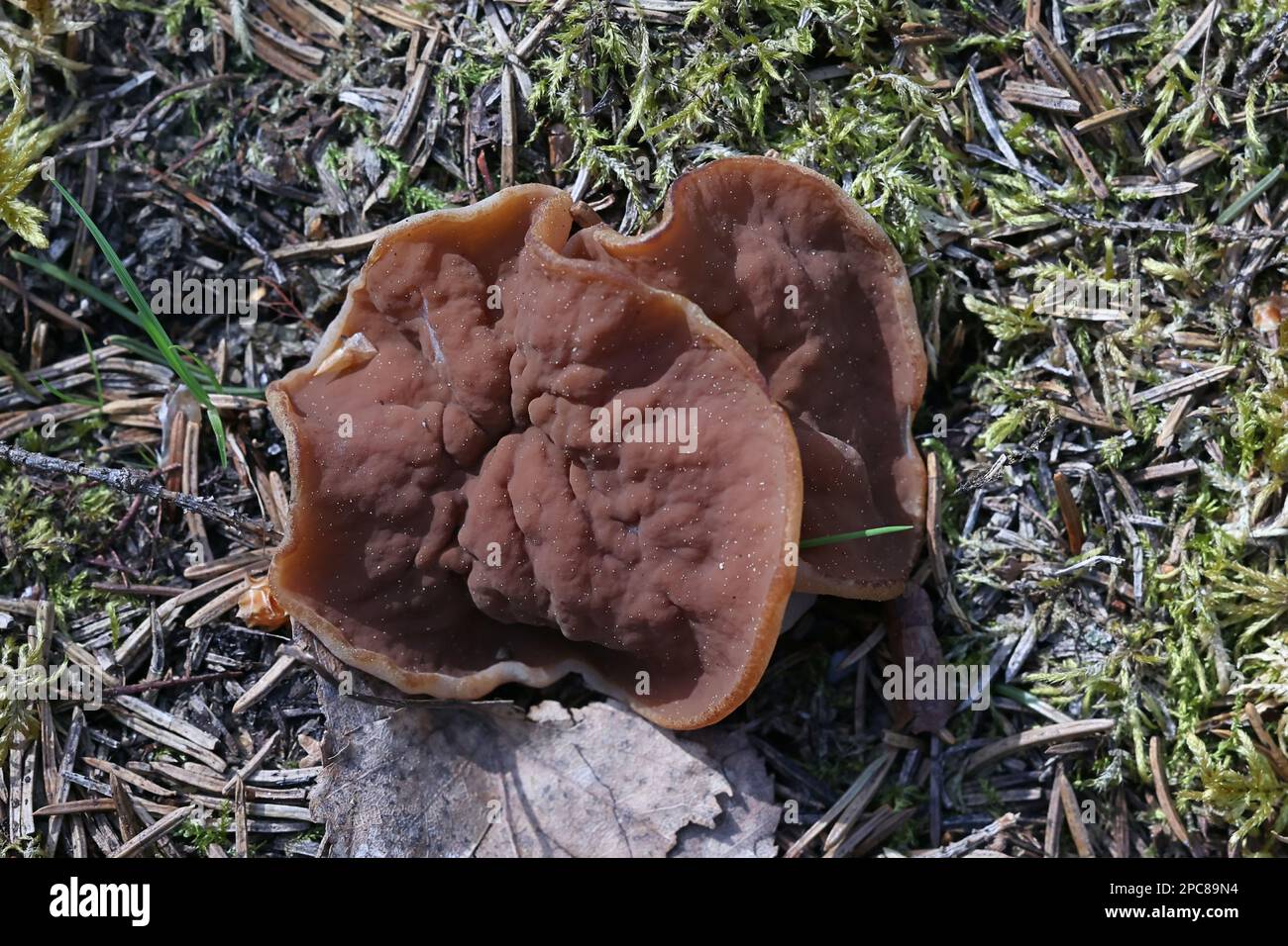 Discina ancilis, also called Gyromitra perlata, commonly known as pig's ...