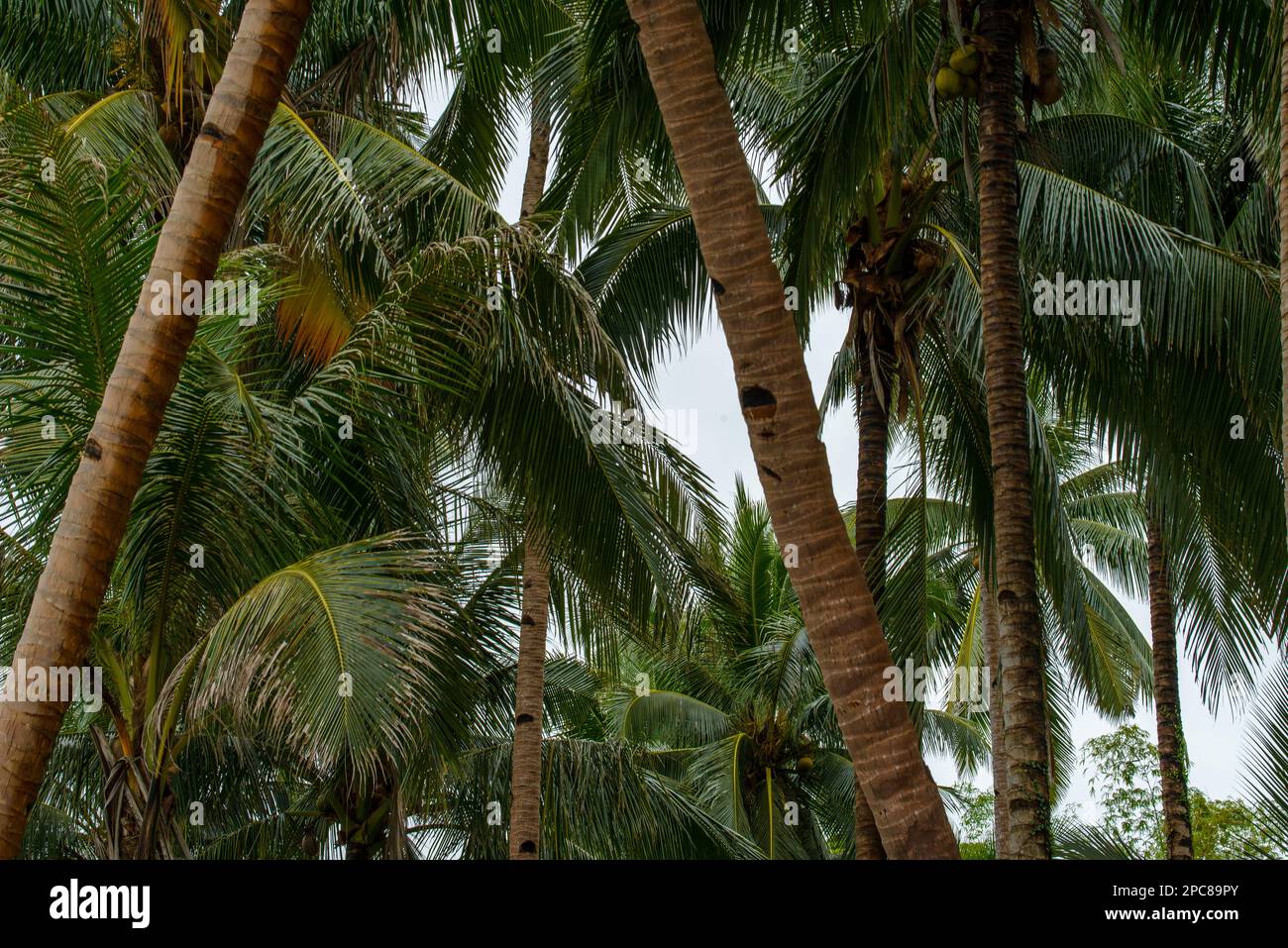 The photo depicts a verdant grove of coconut trees, their towering ...