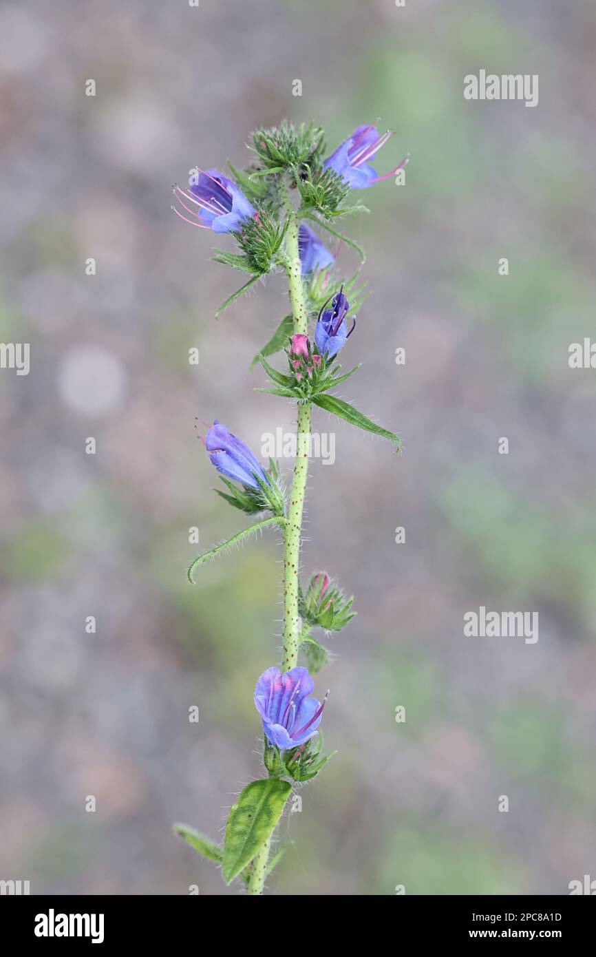 Viper's Bugloss, Echium vulgare, also known as Blue devil or Blueweed ...