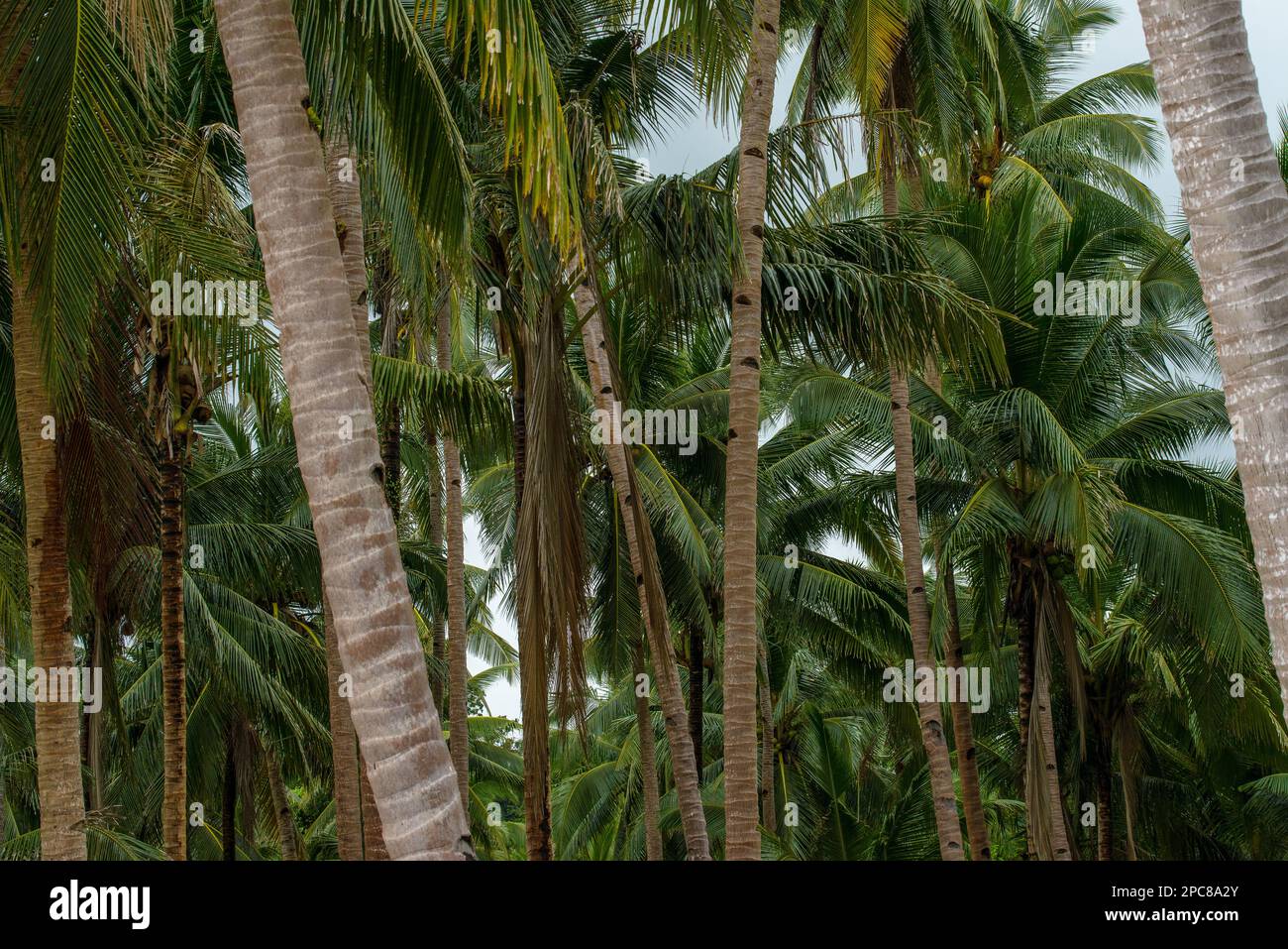 The photo depicts a verdant grove of coconut trees, their towering ...