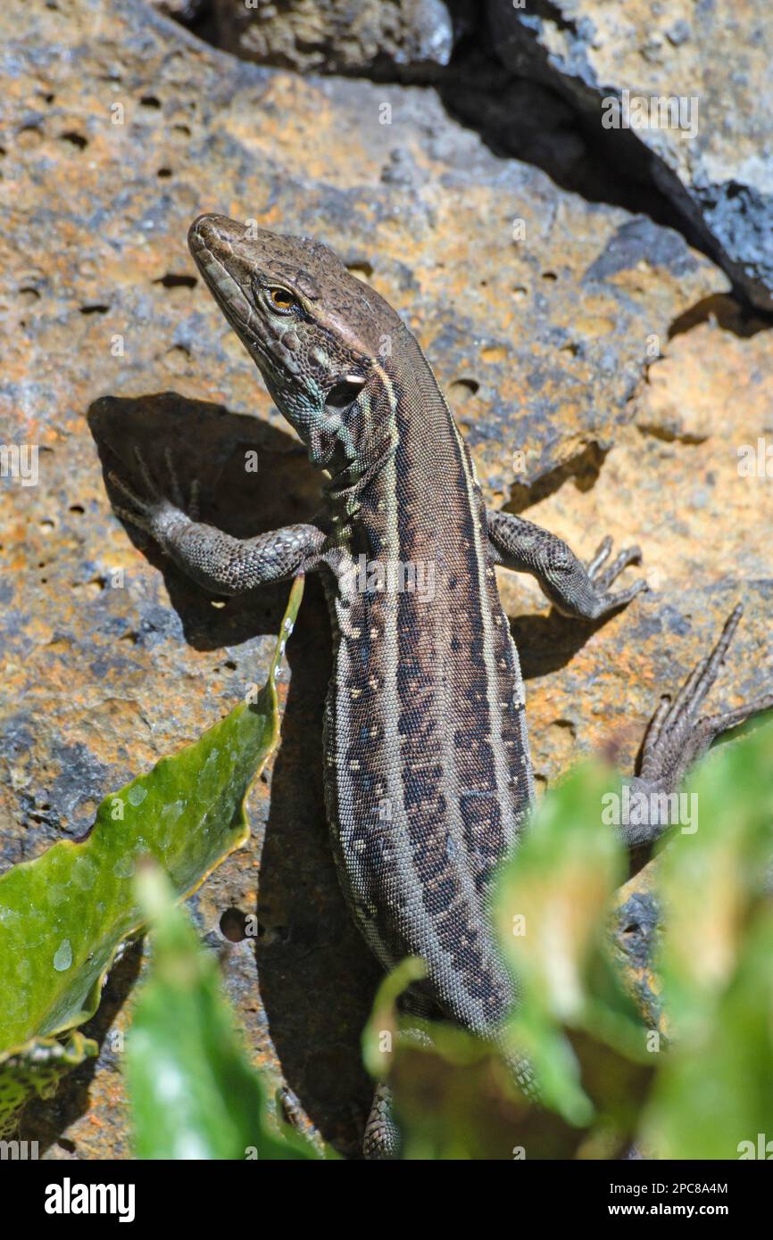 Female Gallotia galloti (Gallotia galloti palmae) El Paso, La Palma ...