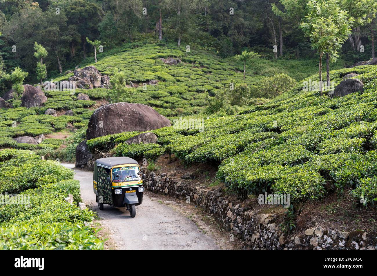 Autorickshaw, Pothamedu Tea Estate, Munnar, Kerala, India Stock Photo ...