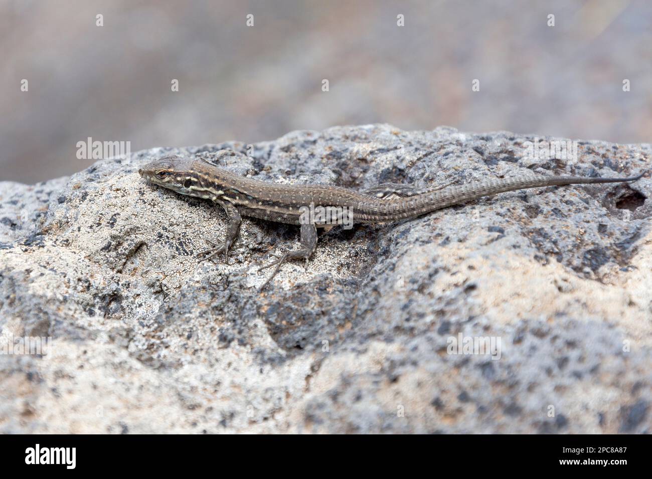 Small Canary Island Lizard National Park (Gallotia caesaris), Parque ...