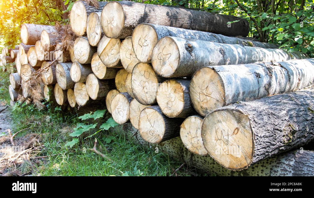 A large pile of alder logs lies in the forest at the logging site ...