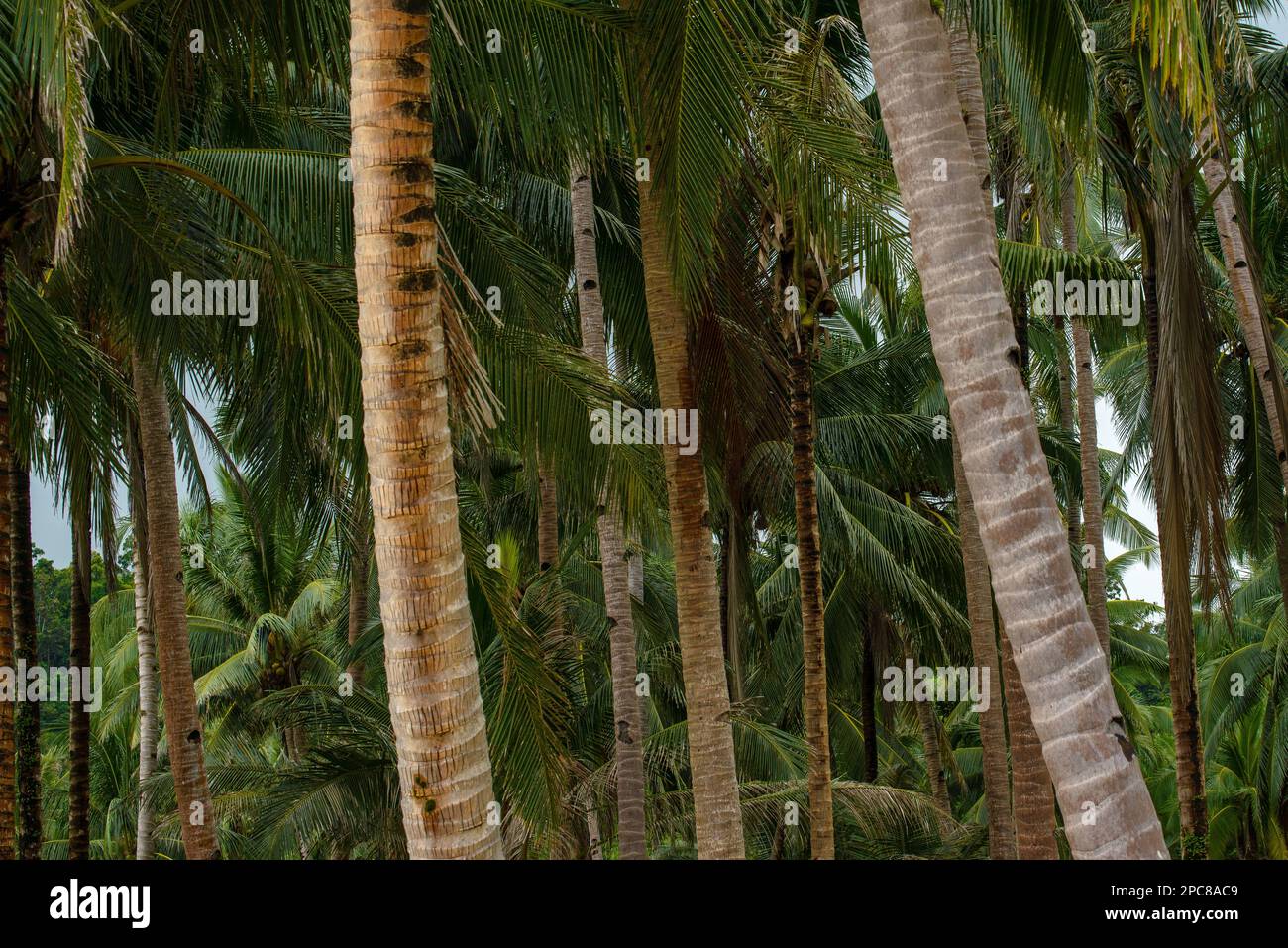 Tropical trees creating a canopy hi-res stock photography and images ...