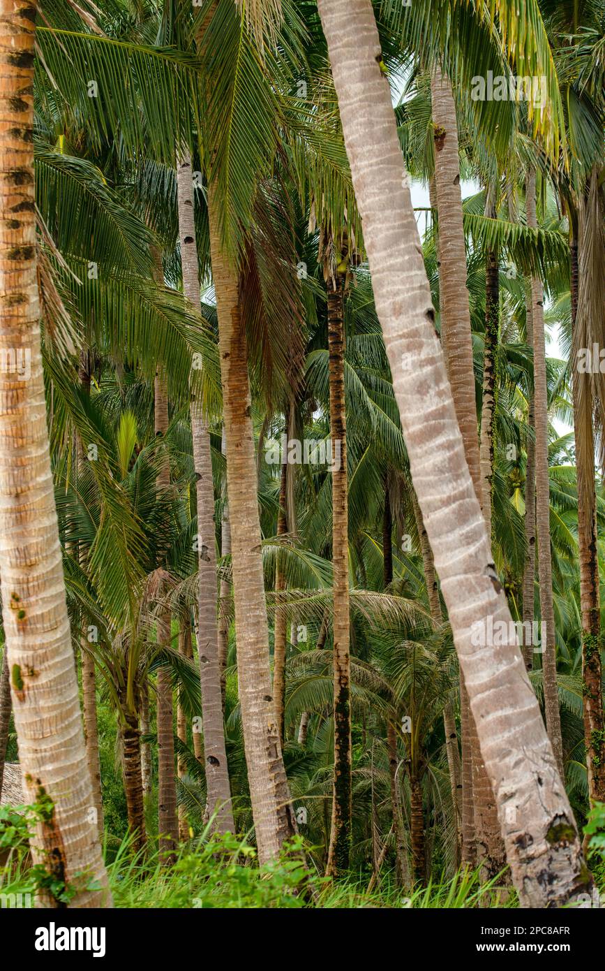The photo depicts a verdant grove of coconut trees, their towering ...