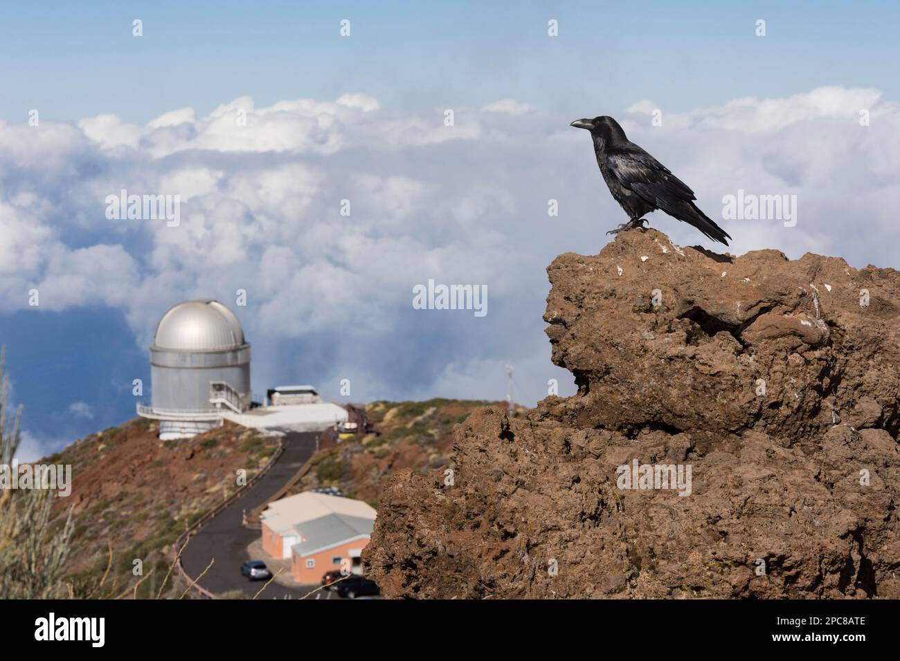 Common raven (Corvus corax) Northern Raven, Nordic Optical Telescope ...