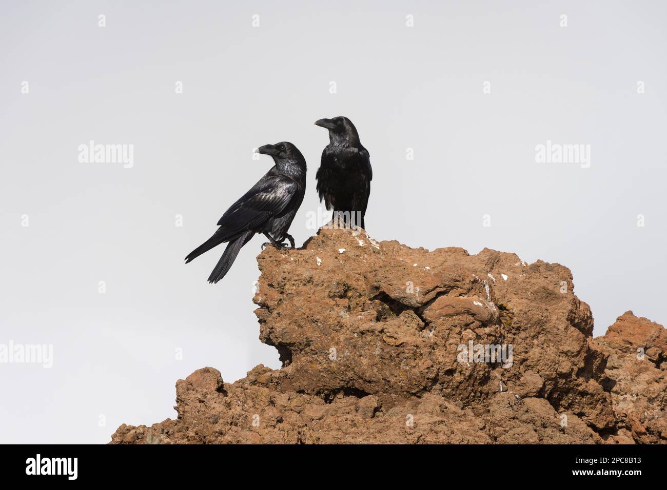 Common raven (Corvus corax) Northern Raven, Roque de los Muchachos ...