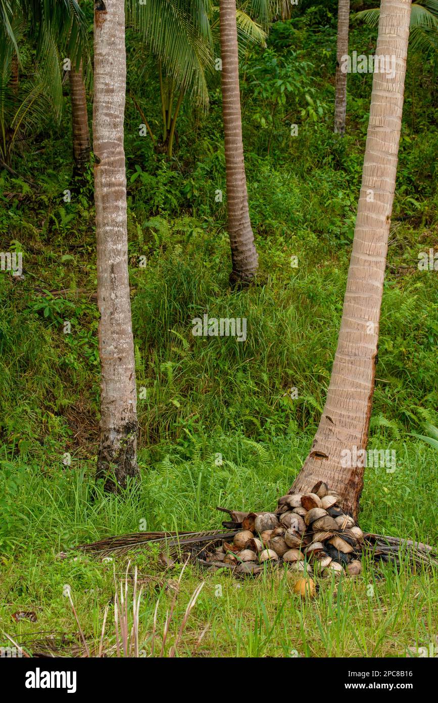 The photo depicts a verdant grove of coconut trees, their towering ...