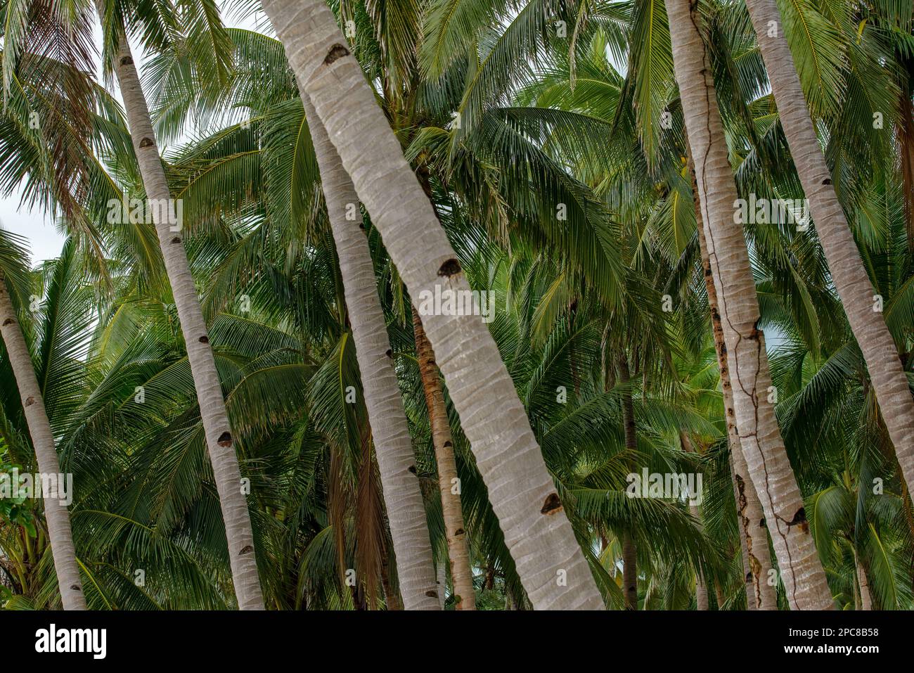 The photo depicts a verdant grove of coconut trees, their towering ...