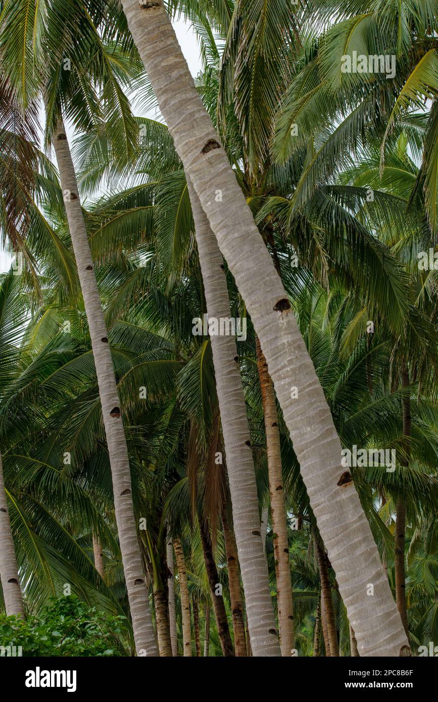 The photo depicts a verdant grove of coconut trees, their towering ...