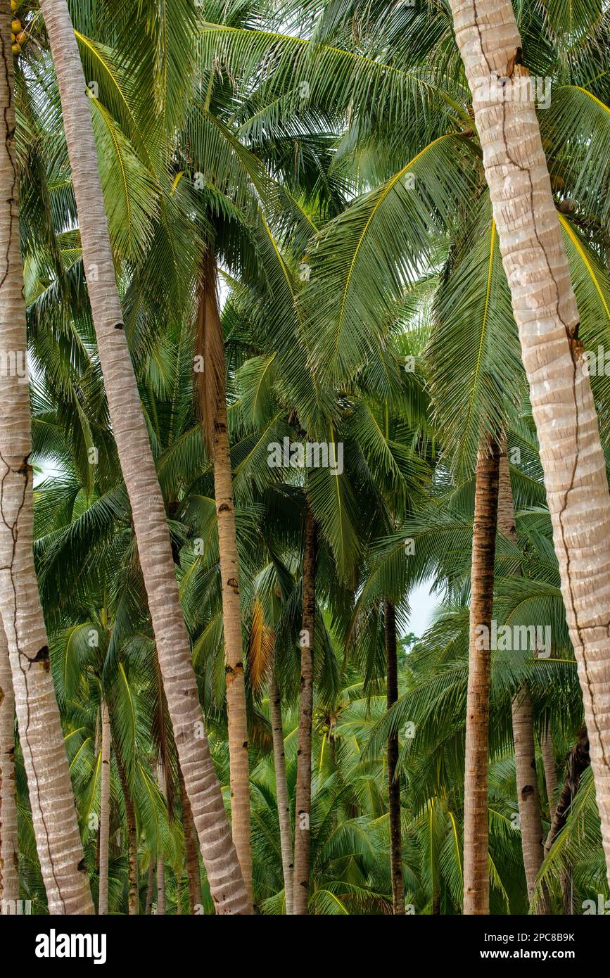 The photo depicts a verdant grove of coconut trees, their towering ...