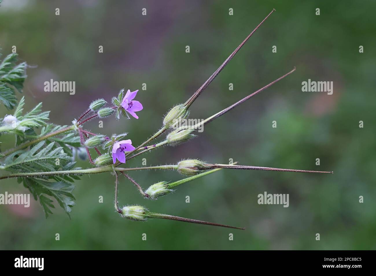 Common Storks­bill, Erodium cicutarium, also called Redstemmed filaree ...