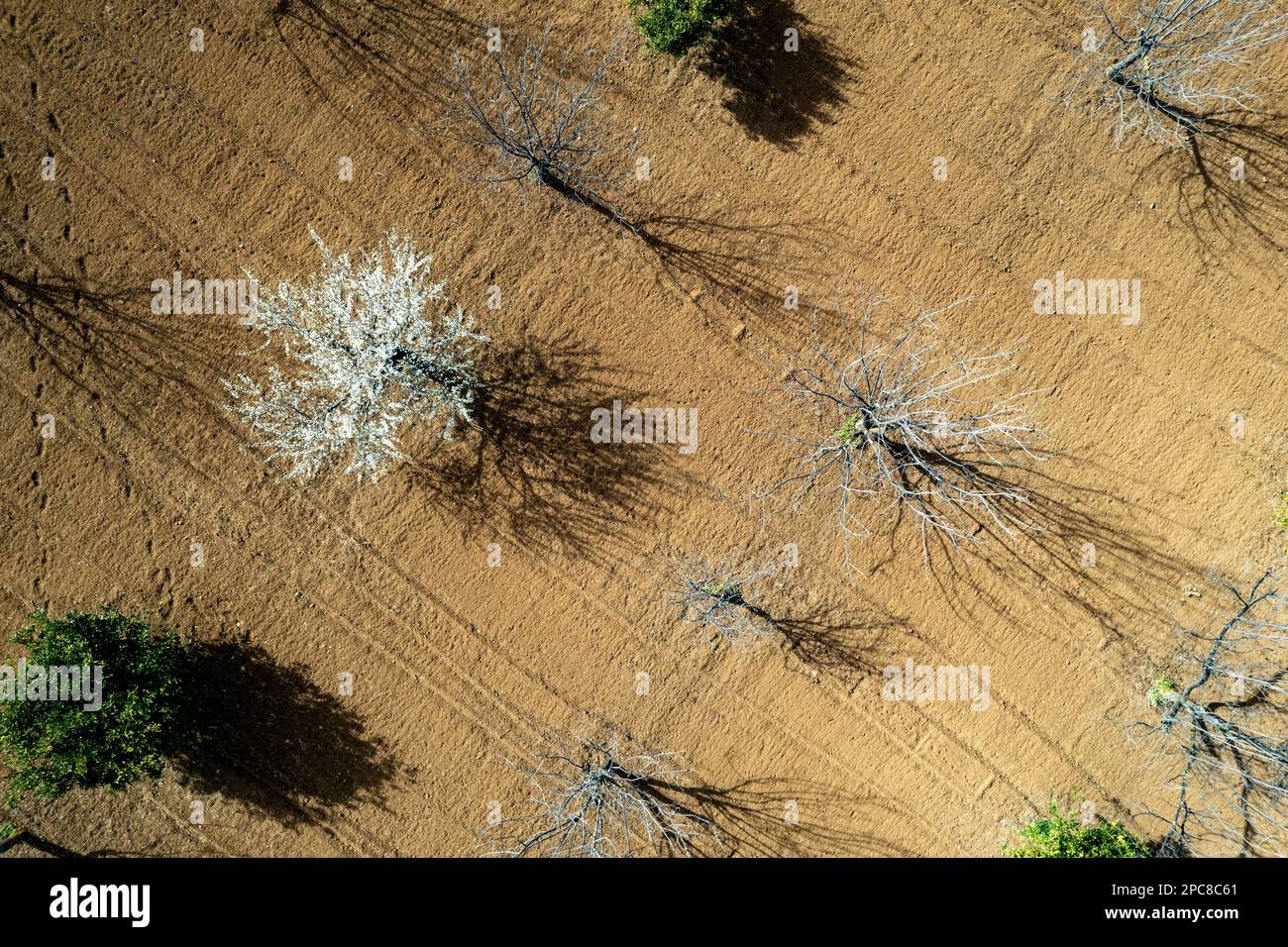Drone scene of almond trees in spring covered with white blossoms. Top ...