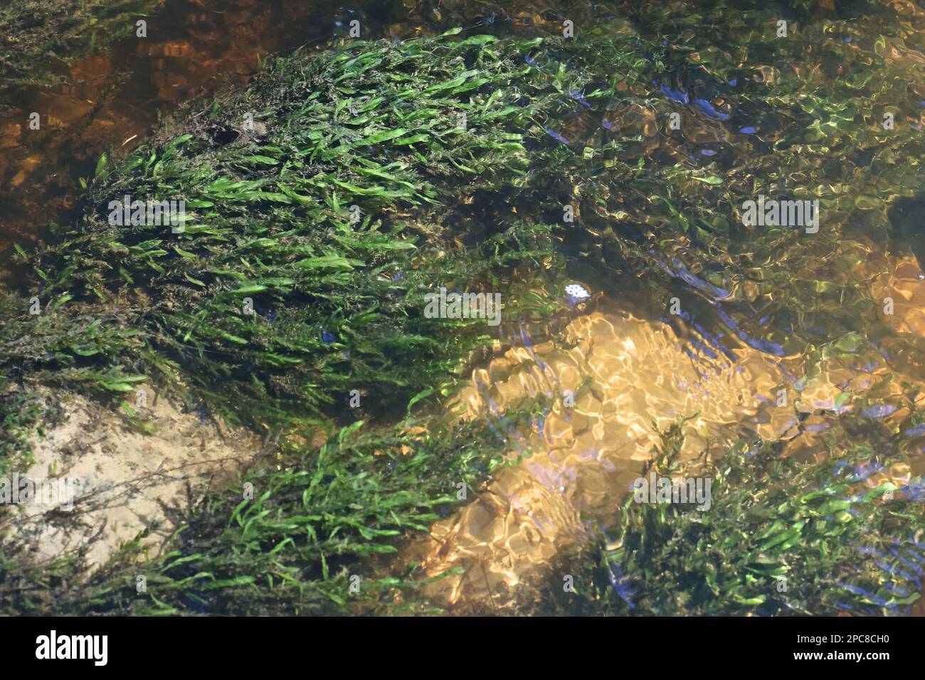 Fontinalis antipyretica, known as the antifever fontinalis moss ...