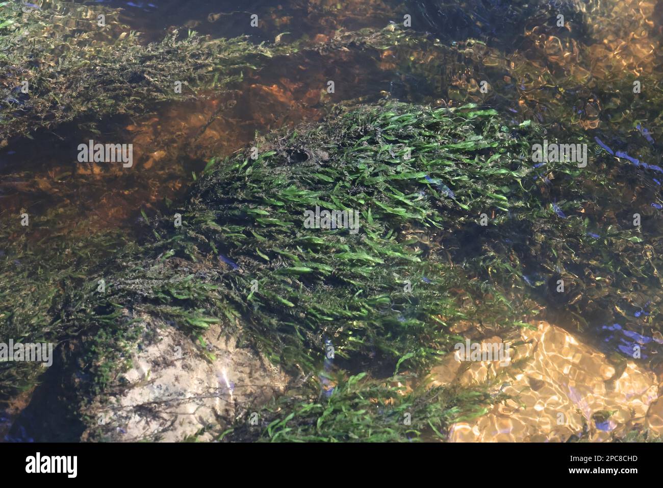 Fontinalis antipyretica, known as the antifever fontinalis moss ...