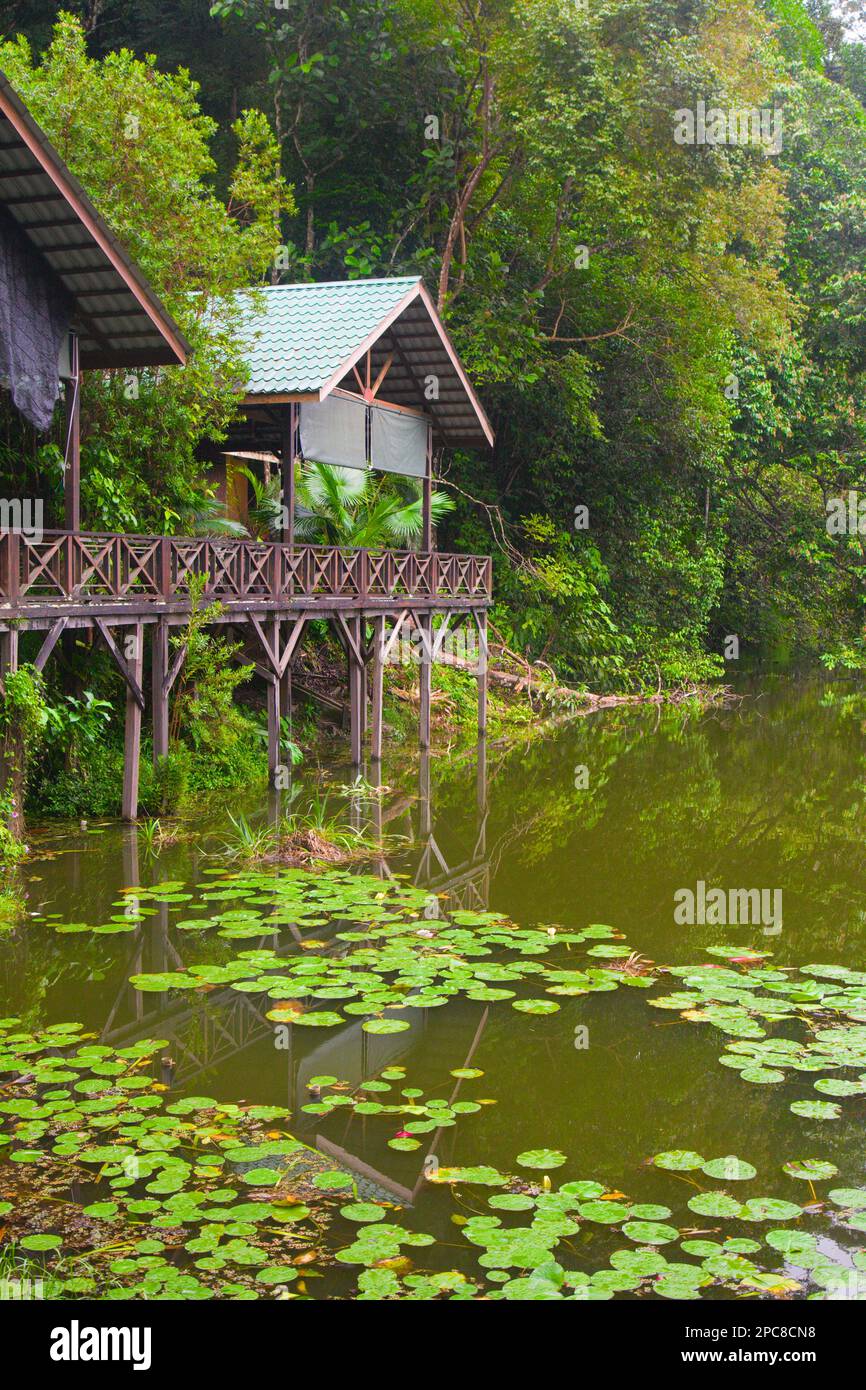 Sepilok jungle resort hi-res stock photography and images - Alamy