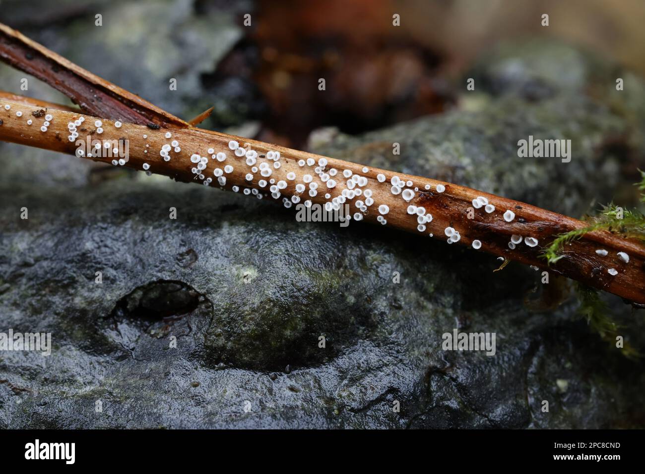 Cephaloscypha mairei, also called Flagelloscypha mairei, tiny white cup ...