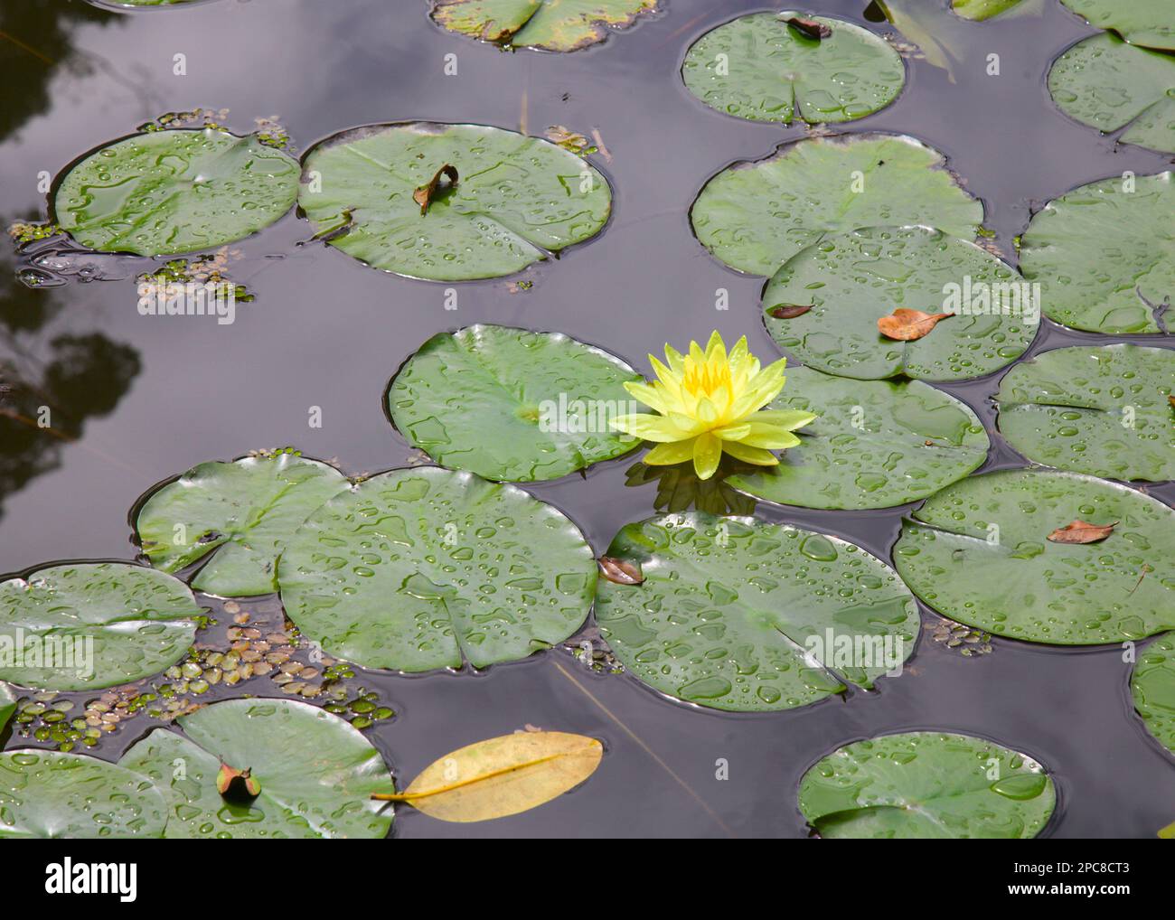 Malaysia, Sabah, Sepilok, rainforest, pond, flower Stock Photo - Alamy