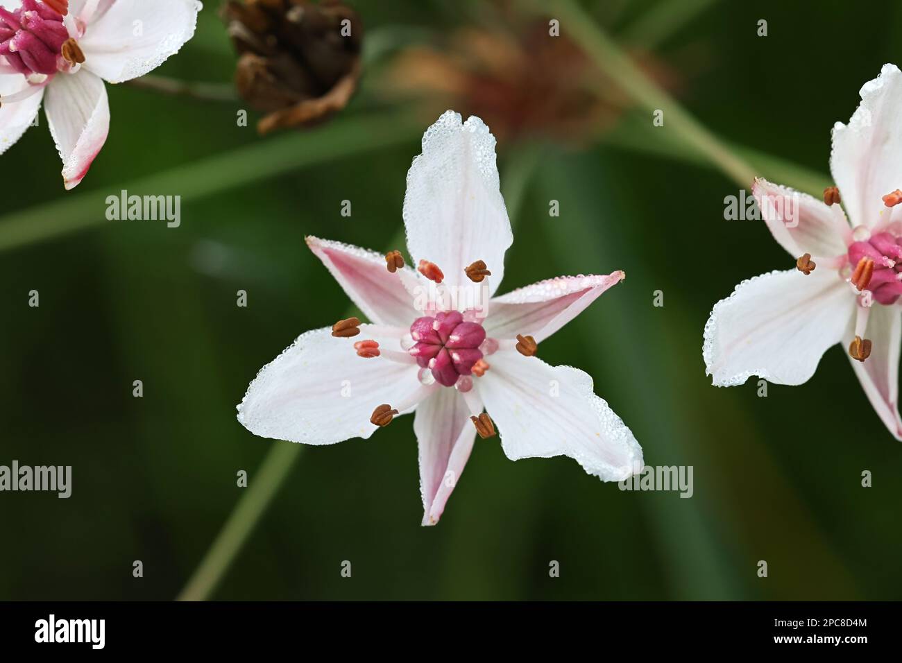 Flowering Rush, Butomus umbellatus, also known as Grass rush or Water ...
