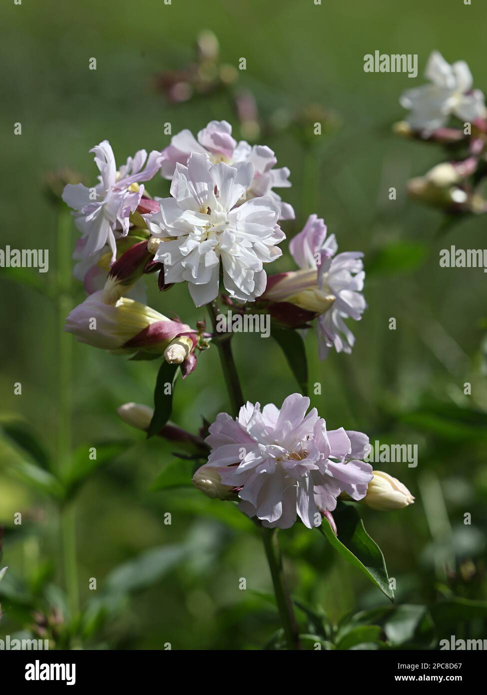 Soapwort, Saponaria officinalis, also known as crow soap, wild sweet ...
