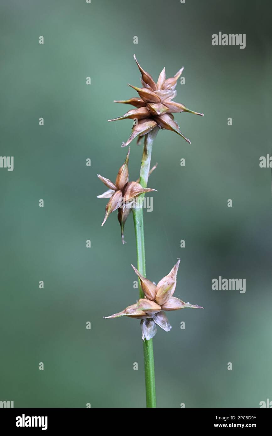 Carex echinata, commonly known as star sedge or little prickly sedge ...