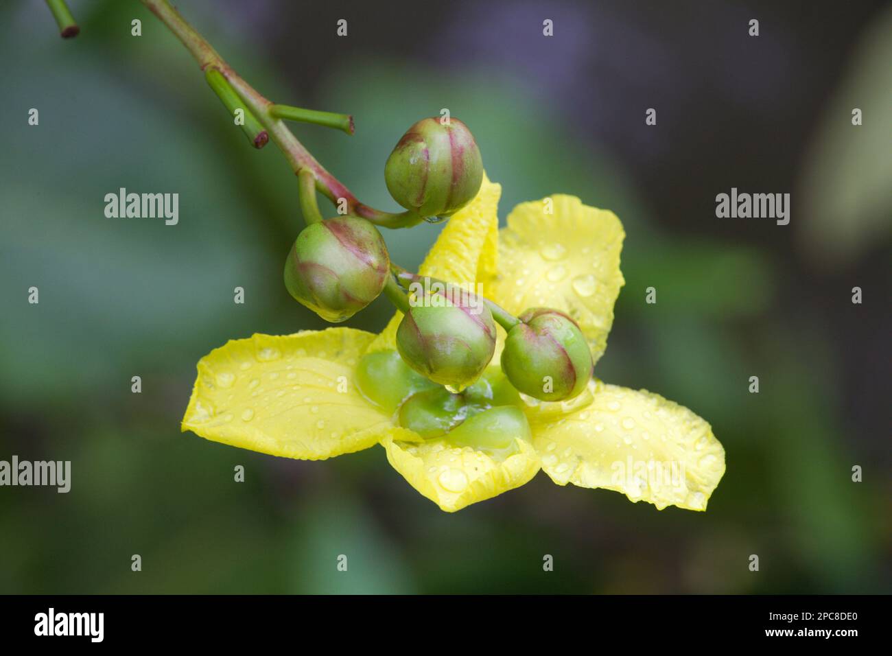Malaysia, Sabah, Sepilok, rainforest, flower Stock Photo - Alamy