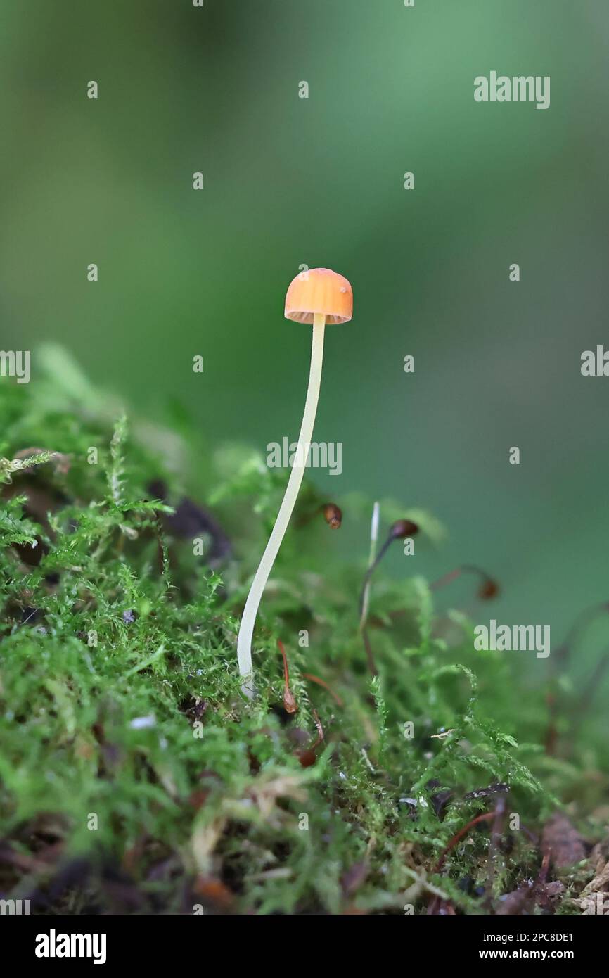Mycena acicula, commonly known as the orange bonnet, or the coral ...