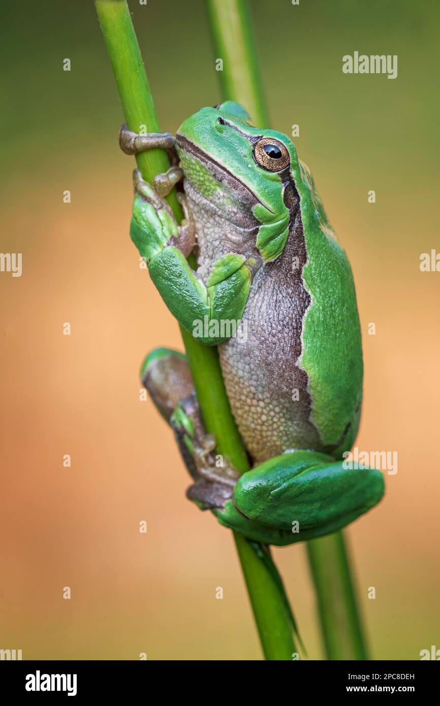 European tree frog (Hyla arborea) Amphibians, frog, frog concert ...