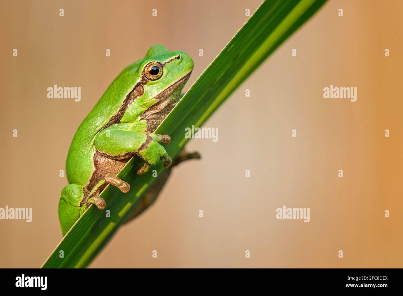 European tree frog (Hyla arborea) Amphibians, frog, frog concert ...