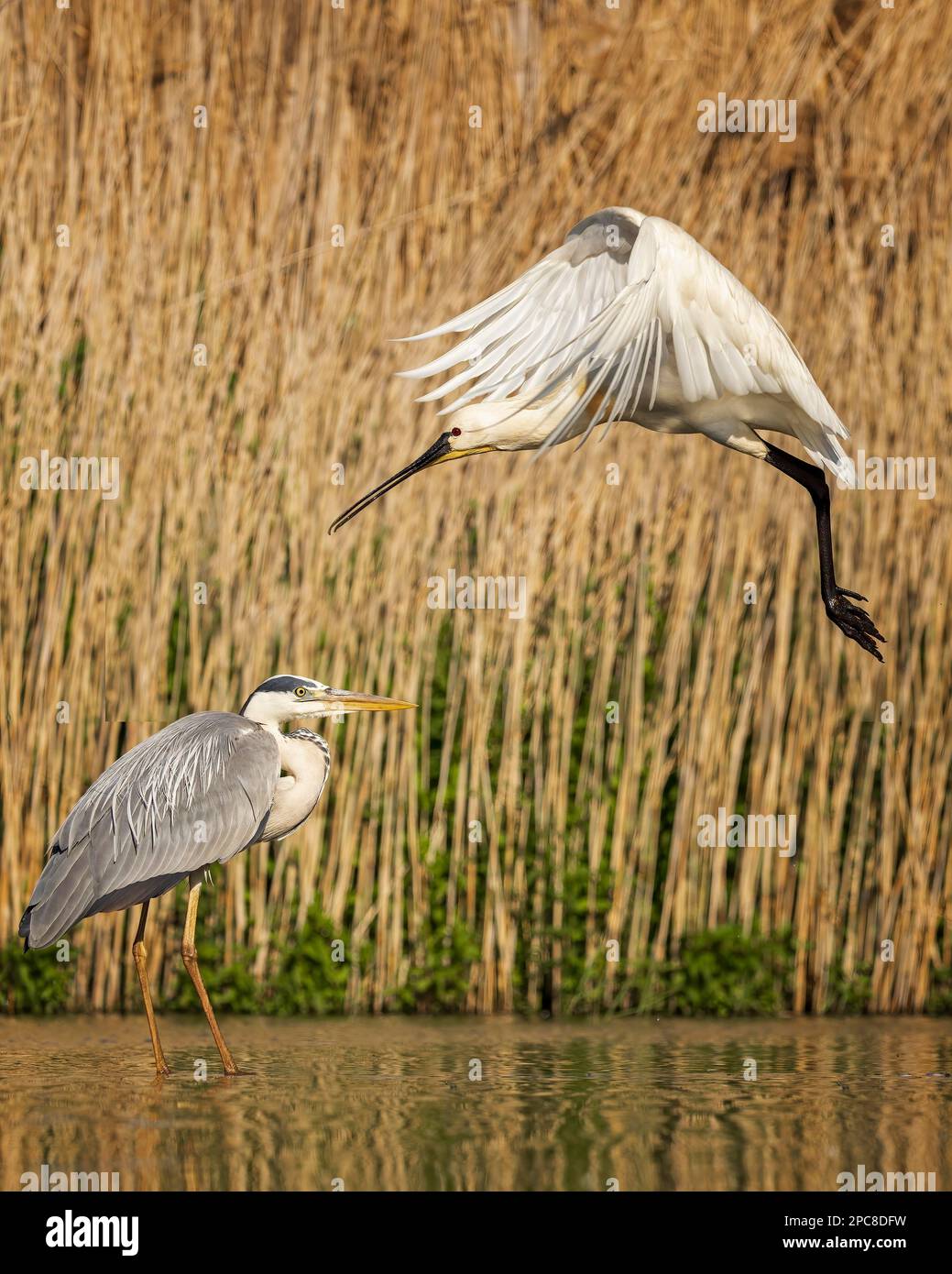 Spoonbill Grey Heron (Ardea cinerea) eurasian spoonbill (Platalea ...