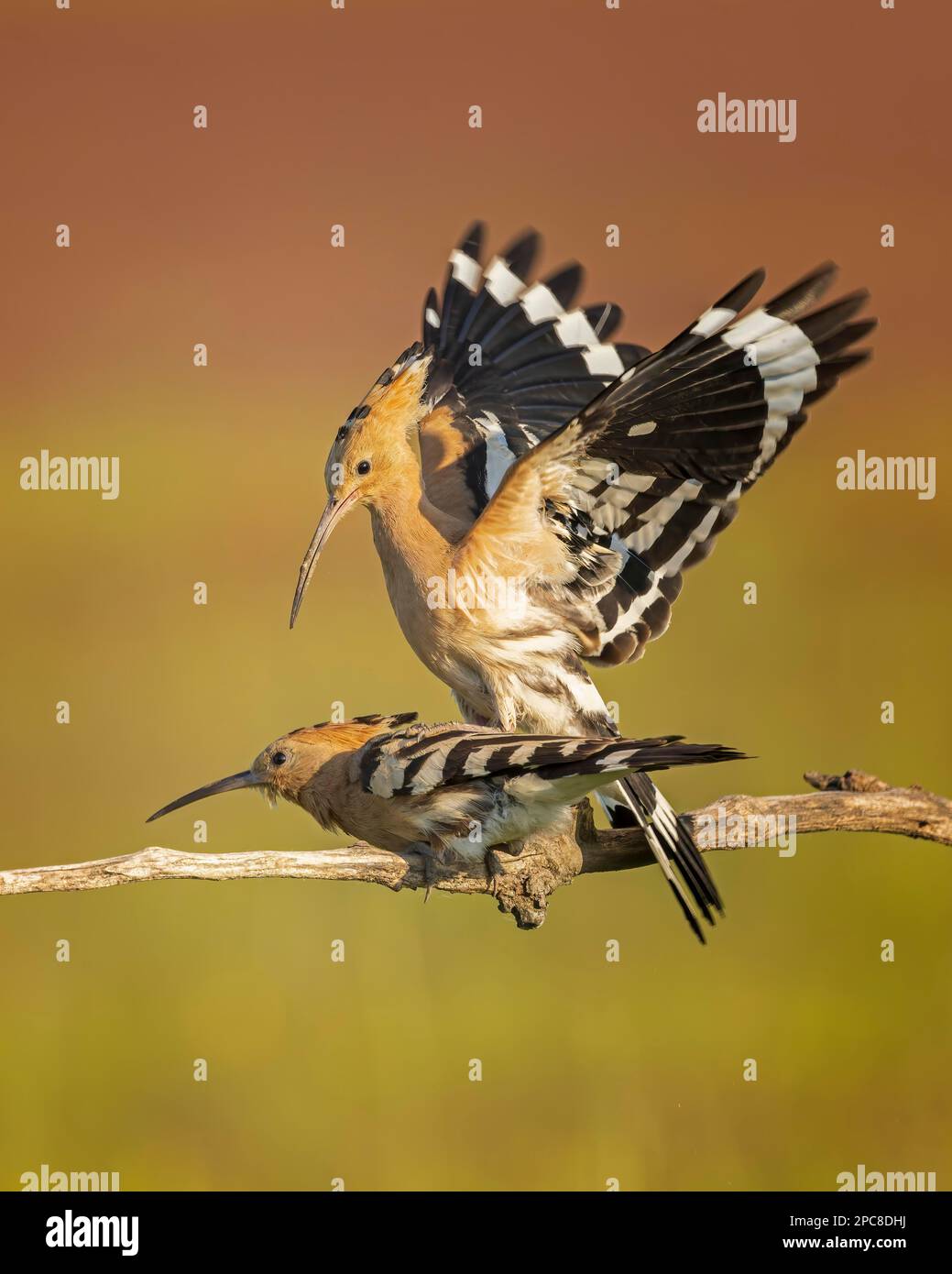 Hoopoe (Upupa epops) pair, courting, mating, flying, Bird of the Year ...