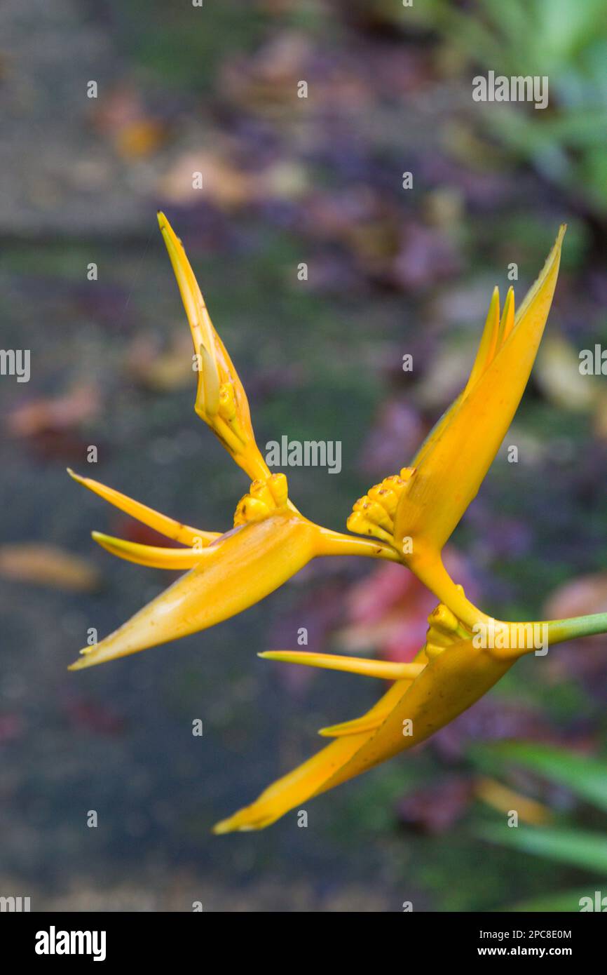 Malaysia, Sabah, Sepilok, rainforest, flower Stock Photo - Alamy
