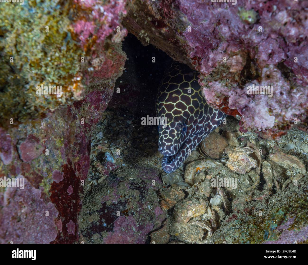 A Moray Eel photographed during scuba diving in Netrani (India Stock ...