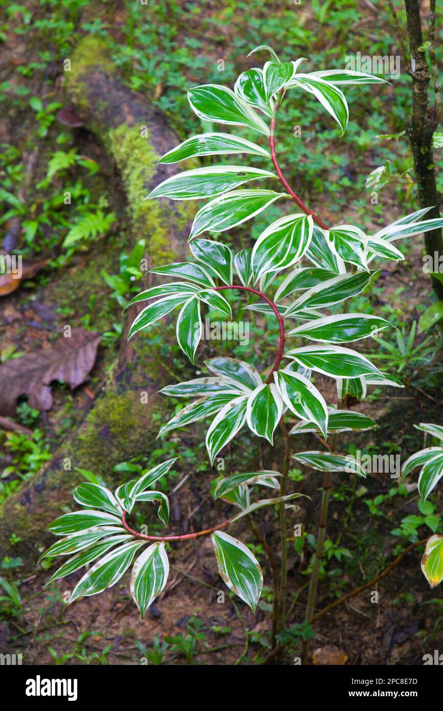 Malaysia, Sabah, Sepilok, rainforest, flora, vegetation, plants Stock ...