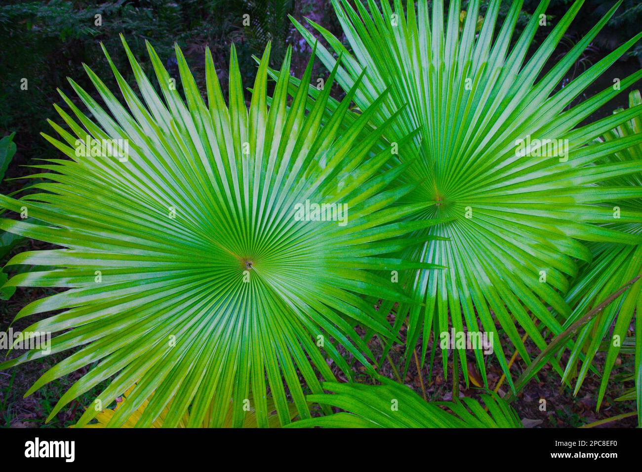 Malaysia, Sabah, Sepilok, rainforest, flora, vegetation, plants Stock ...