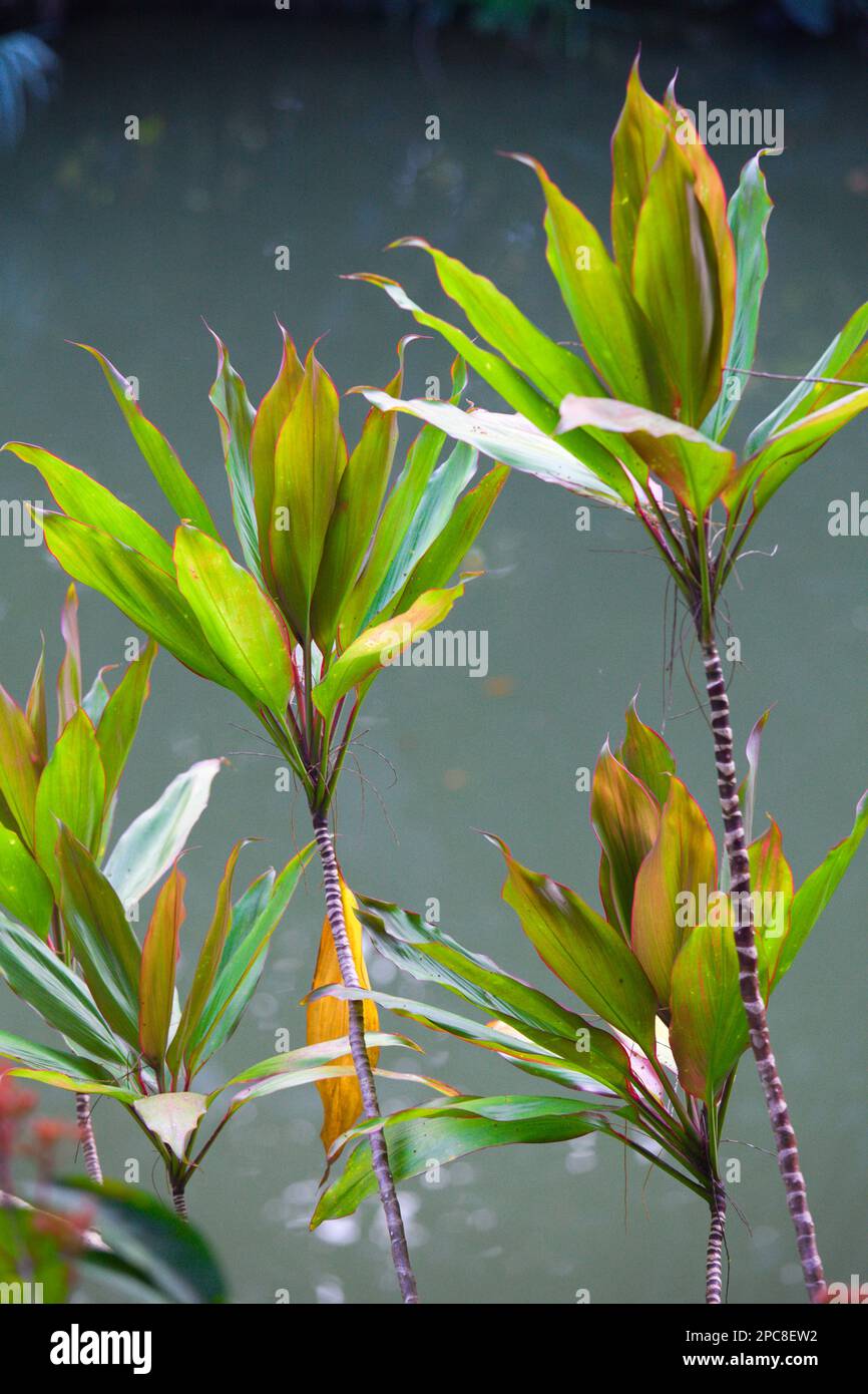 Malaysia, Sabah, Sepilok, rainforest, flora, vegetation, plants Stock ...