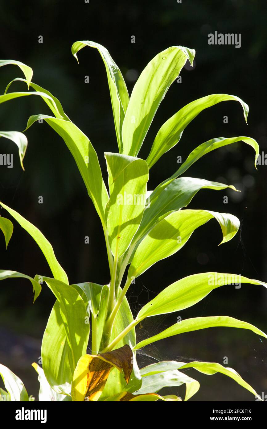 Malaysia, Sabah, Sepilok, rainforest, flora, vegetation, plants Stock ...