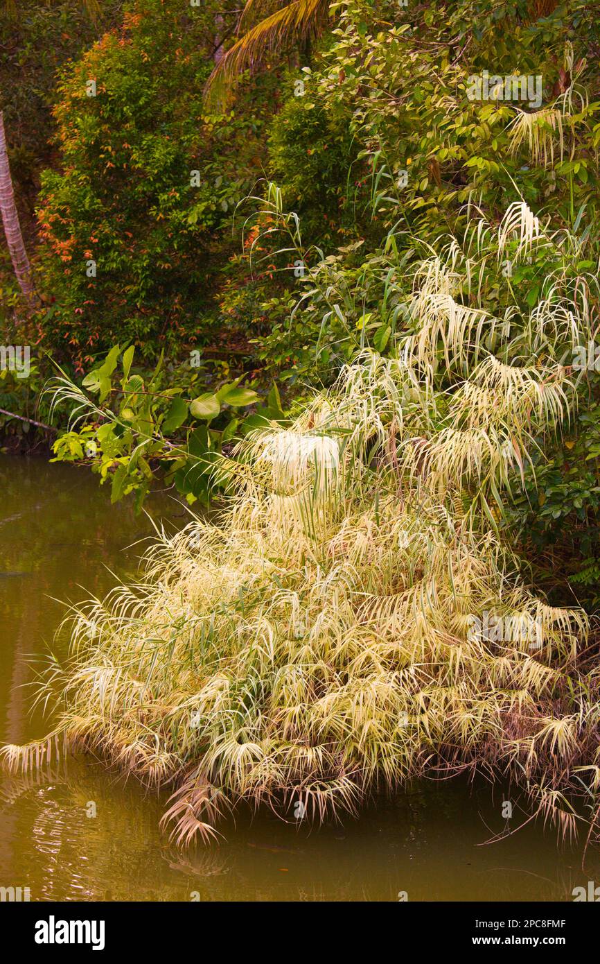 Malaysia, Sabah, Sepilok, rainforest, flora, vegetation, plants Stock ...