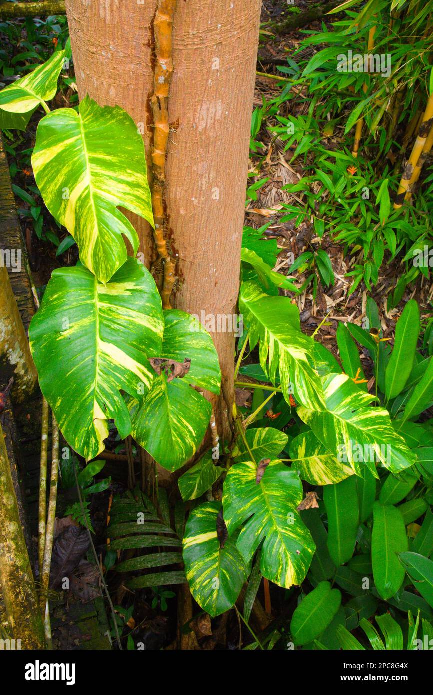 Malaysia, Sabah, Sepilok, rainforest, flora, vegetation, plants Stock ...