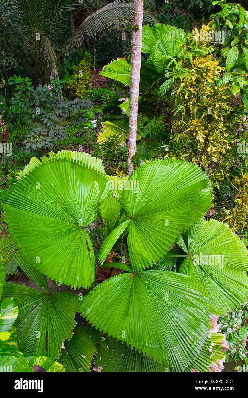 Malaysia, Sabah, Sepilok, rainforest, flora, vegetation, plants Stock ...