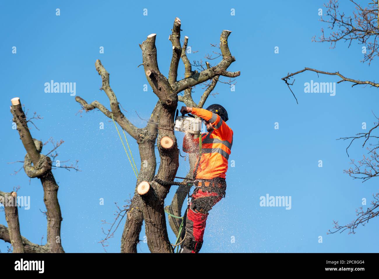 Holt Farm Oak Tree being chopped down following extended protests ...