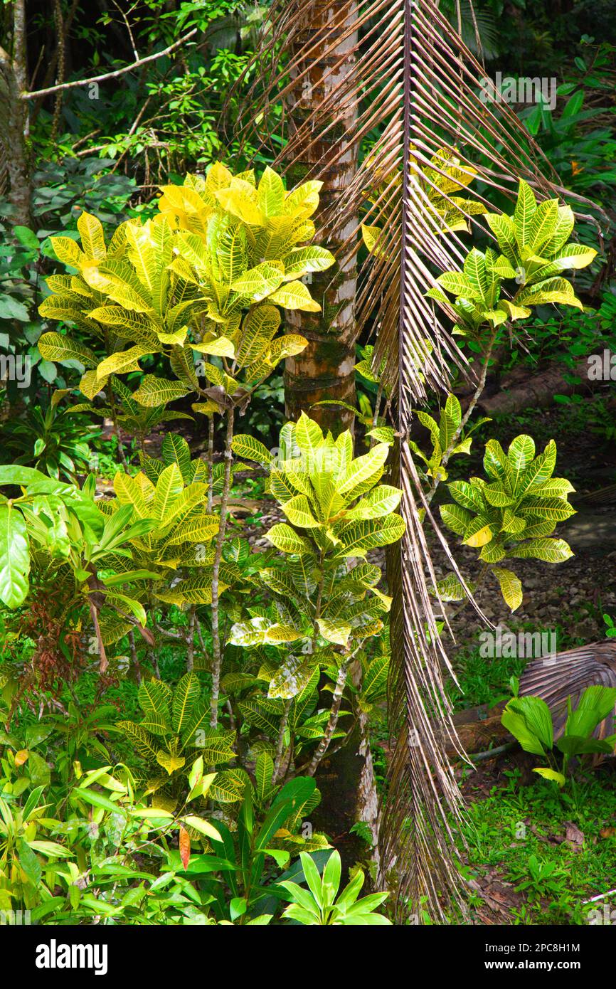 Malaysia, Sabah, Sepilok, rainforest, flora, vegetation, plants Stock ...